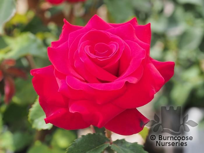 Rosa 'Happy Ruby Wedding' from Burncoose Nurseries HYBRID TEAS