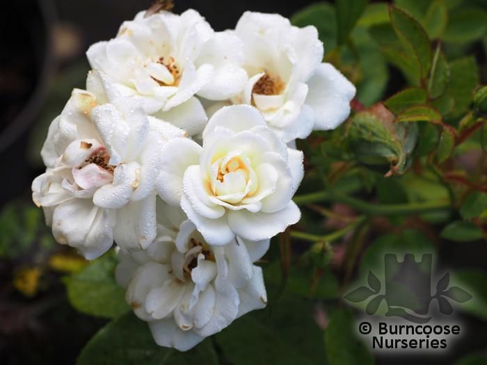 Rosa 'Kent' from Burncoose Nurseries GROUND COVER