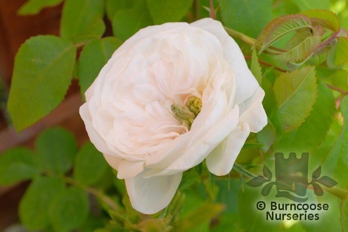 Rosa 'Madame Hardy' from Burncoose Nurseries