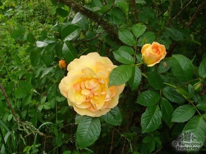 Rosa 'Maigold' from Burncoose Nurseries RAMBLERS & CLIMBERS