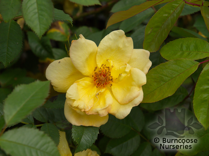 Rosa 'Maigold' from Burncoose Nurseries RAMBLERS & CLIMBERS