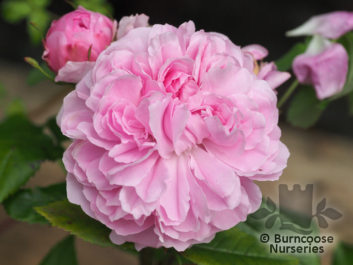Rosa 'Marchesa Boccella' from Burncoose Nurseries SHRUB AND SPECIES