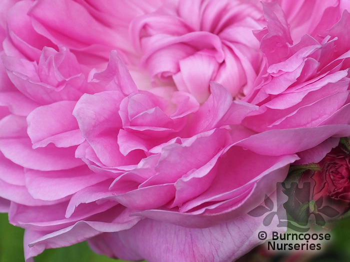Rosa 'Marchesa Boccella' from Burncoose Nurseries SHRUB AND SPECIES