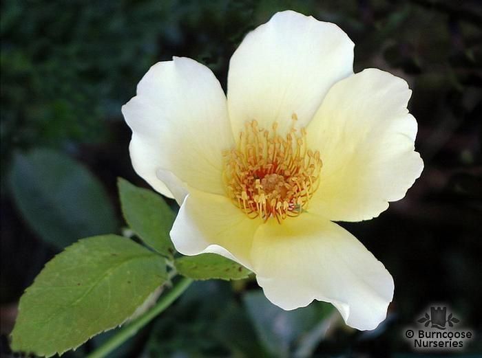 Rosa 'Mermaid' from Burncoose Nurseries RAMBLERS & CLIMBERS