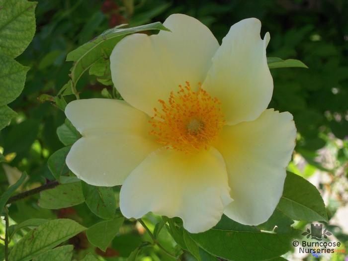 Rosa 'Mermaid' from Burncoose Nurseries RAMBLERS & CLIMBERS