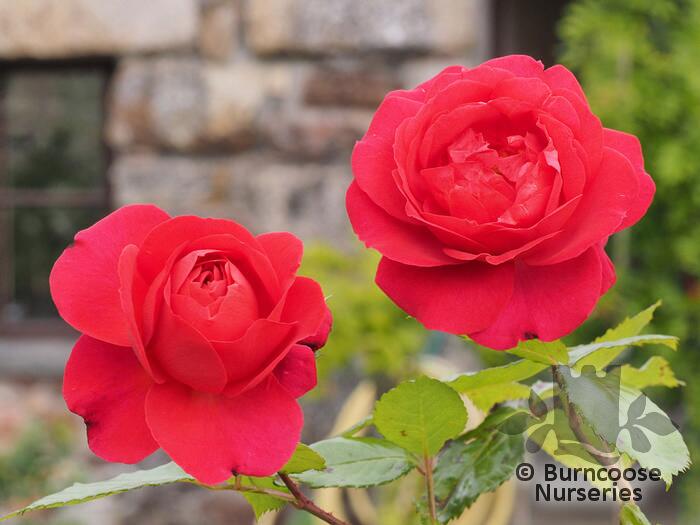 Rosa 'My Dad' from Burncoose Nurseries