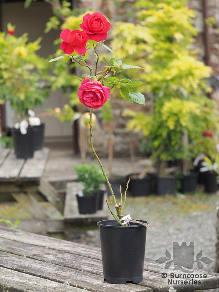 Rosa 'My Dad' from Burncoose Nurseries POLYANTHA & FLORIBUNDA