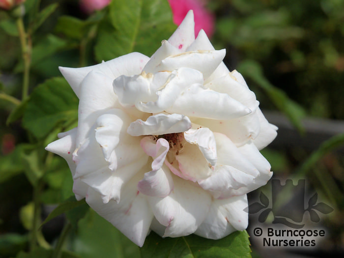 Rosa 'Pascali' from Burncoose Nurseries HYBRID TEAS