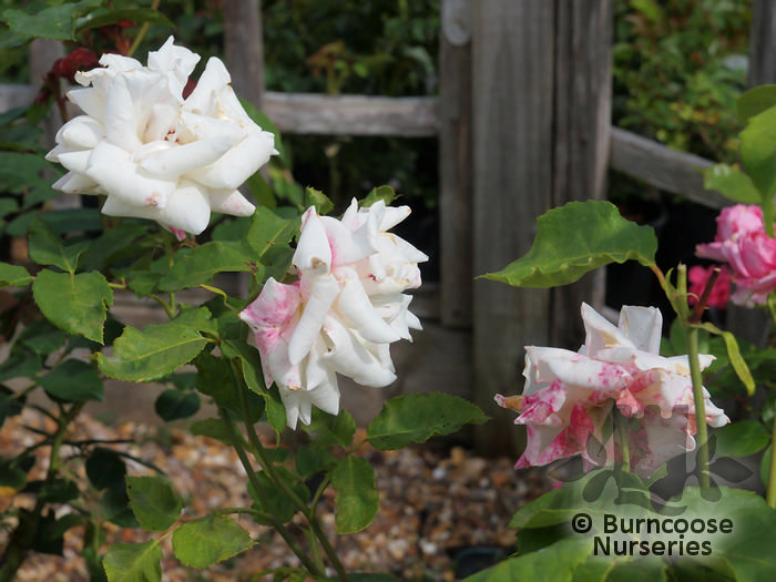 Rosa 'Pascali' from Burncoose Nurseries HYBRID TEAS
