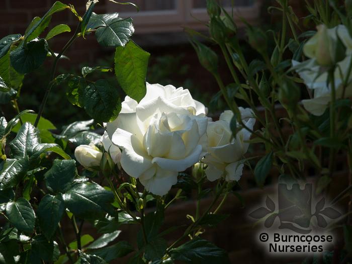 Rosa 'Pascali' from Burncoose Nurseries HYBRID TEAS