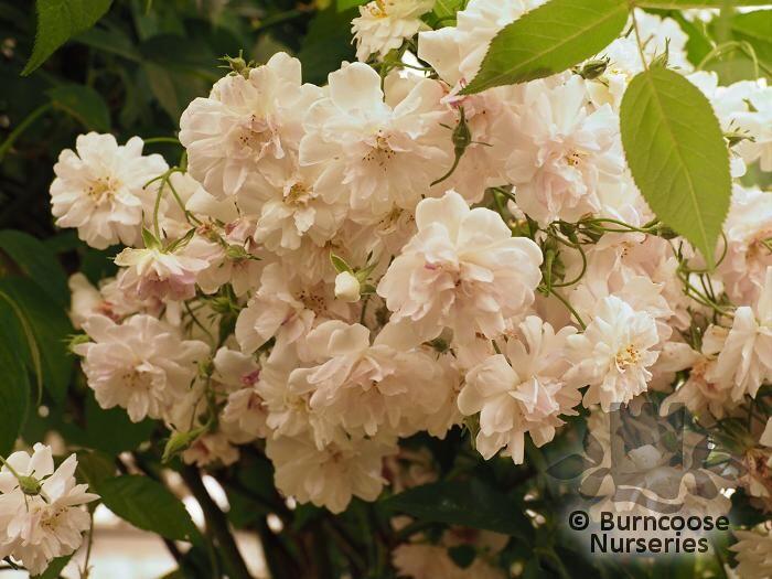 Rosa 'Paul'S Himalayan Musk' from Burncoose Nurseries RAMBLERS & CLIMBERS