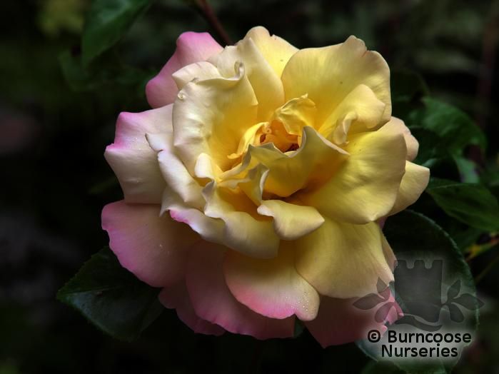 Rosa 'Peace' from Burncoose Nurseries HYBRID TEAS