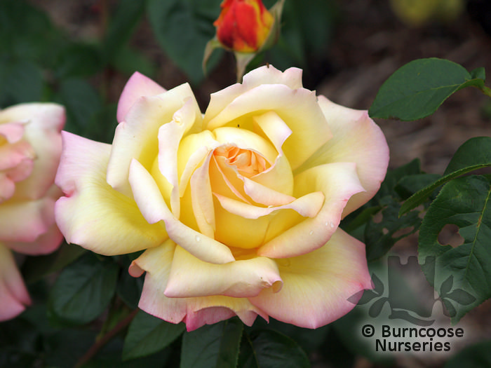 Rosa 'Peace' from Burncoose Nurseries HYBRID TEAS