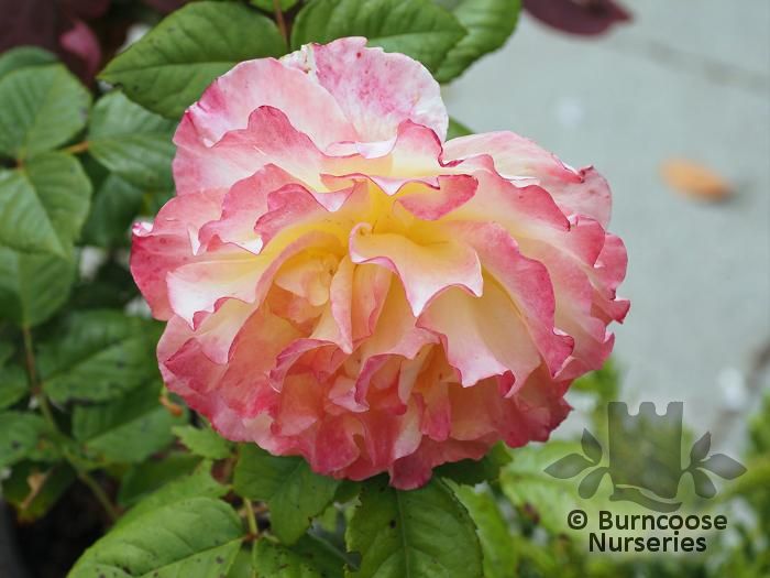 Rosa 'Perfect Harmony' from Burncoose Nurseries