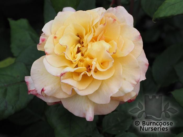 Rosa 'Perfect Harmony' from Burncoose Nurseries