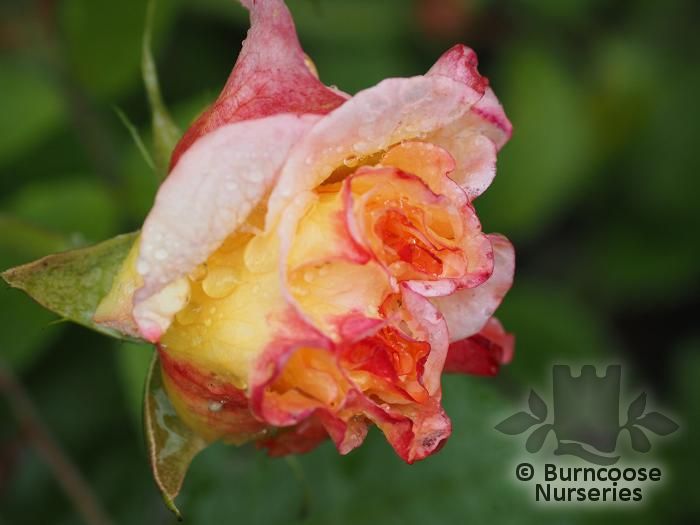 Rosa 'Perfect Harmony' from Burncoose Nurseries
