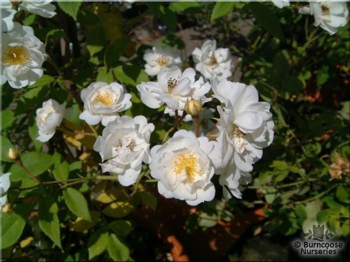 Rosa 'Rambling Rector' from Burncoose Nurseries RAMBLERS & CLIMBERS