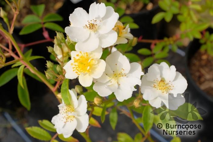 Rosa 'Rambling Rector' from Burncoose Nurseries RAMBLERS & CLIMBERS