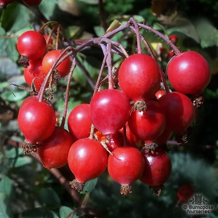 Rosa Rubrifolia from Burncoose Nurseries SHRUB AND SPECIES