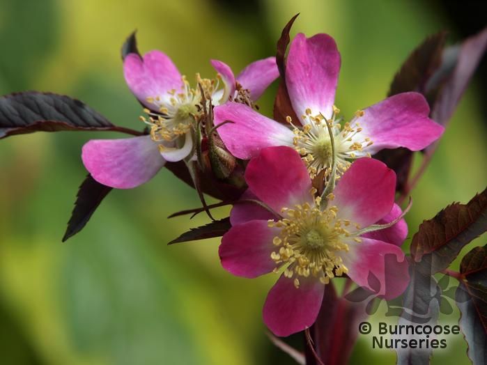 Rosa Rubrifolia from Burncoose Nurseries SHRUB AND SPECIES