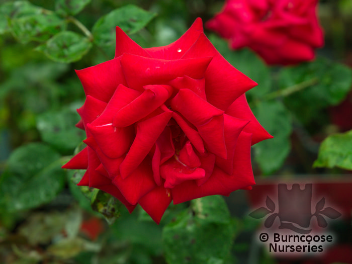 Rosa 'Ruby Wedding' from Burncoose Nurseries HYBRID TEAS