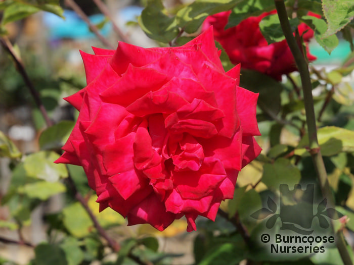Rosa 'Ruby Wedding' from Burncoose Nurseries HYBRID TEAS