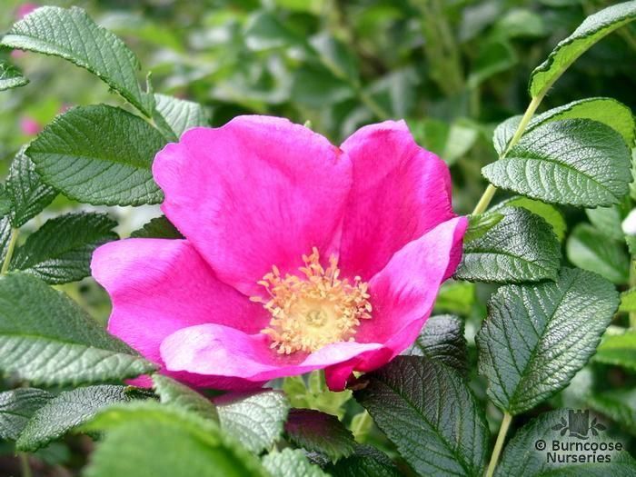 Rosa Rugosa from Burncoose Nurseries RUGOSA