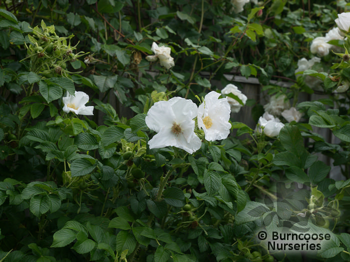 Rosa Rugosa 'Alba' from Burncoose Nurseries RUGOSA