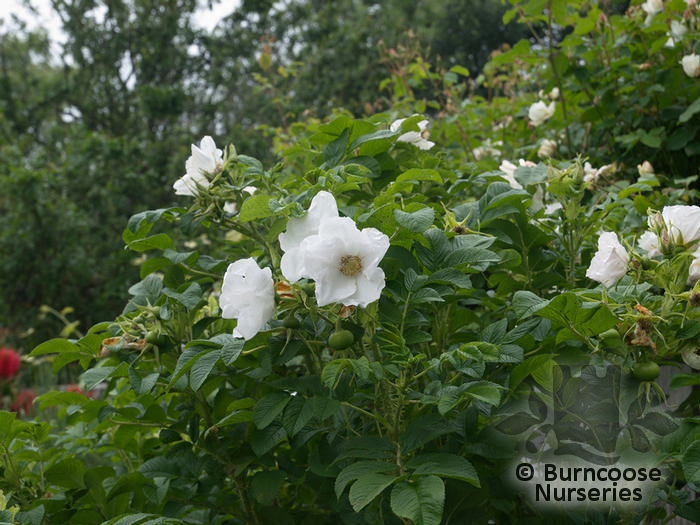 Rosa Rugosa 'Alba' from Burncoose Nurseries RUGOSA