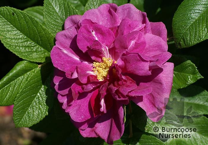 Rosa Rugosa 'Roseraie De L'Hay' from Burncoose Nurseries RUGOSA