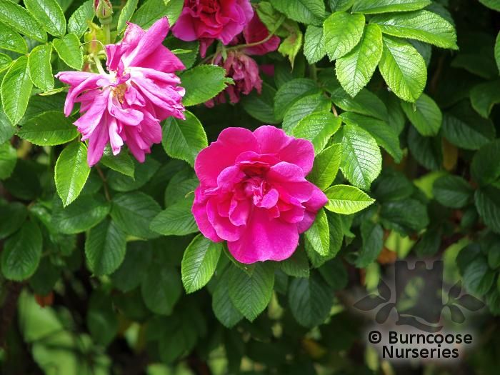 Rosa Rugosa 'Roseraie De L'Hay' from Burncoose Nurseries RUGOSA