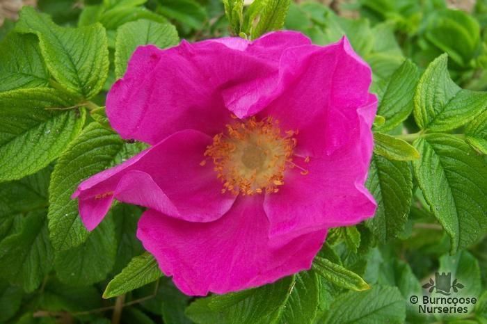 Rosa Rugosa 'Rubra' from Burncoose Nurseries RUGOSA