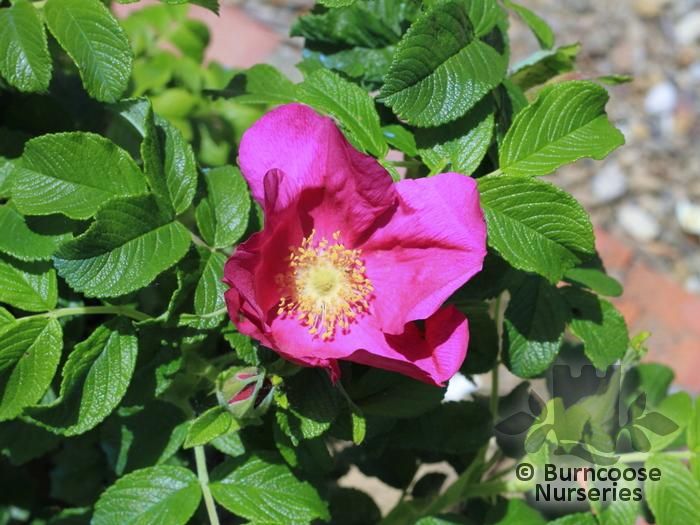 Rosa Rugosa 'Rubra' from Burncoose Nurseries RUGOSA