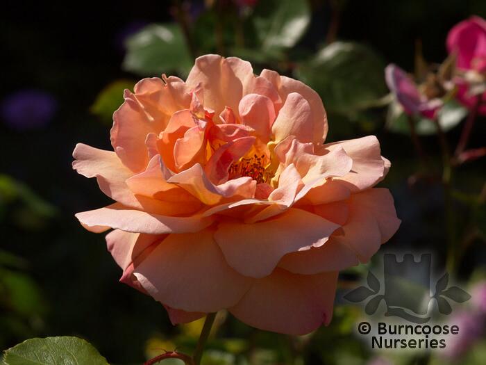 Rosa 'School Girl' from Burncoose Nurseries RAMBLERS & CLIMBERS