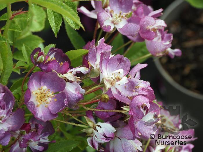 Rosa 'Veilchenblau' from Burncoose Nurseries RAMBLERS & CLIMBERS