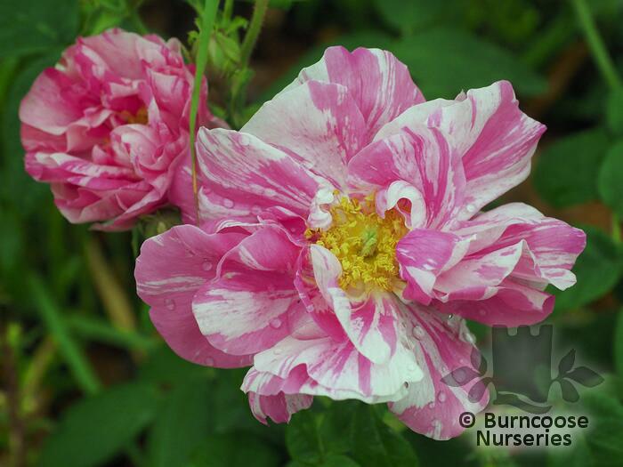Rosa Gallica 'Versicolor' from Burncoose Nurseries SHRUB AND SPECIES
