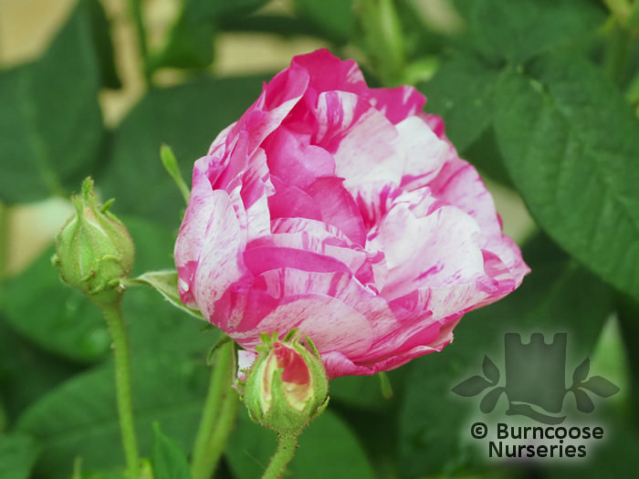 Rosa Gallica 'Versicolor' from Burncoose Nurseries SHRUB AND SPECIES