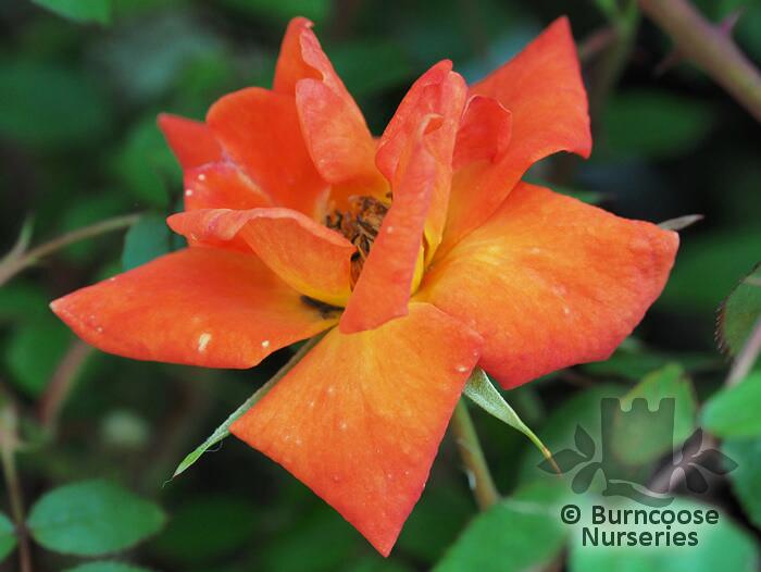 Rosa 'Warm Welcome' from Burncoose Nurseries