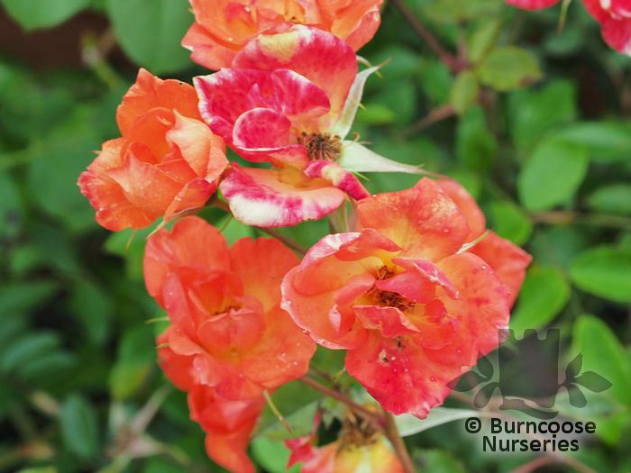 Rosa 'Warm Welcome' from Burncoose Nurseries RAMBLERS & CLIMBERS