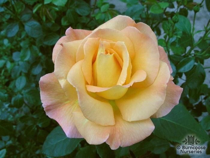 Rosa 'Whisky Mac' from Burncoose Nurseries HYBRID TEAS