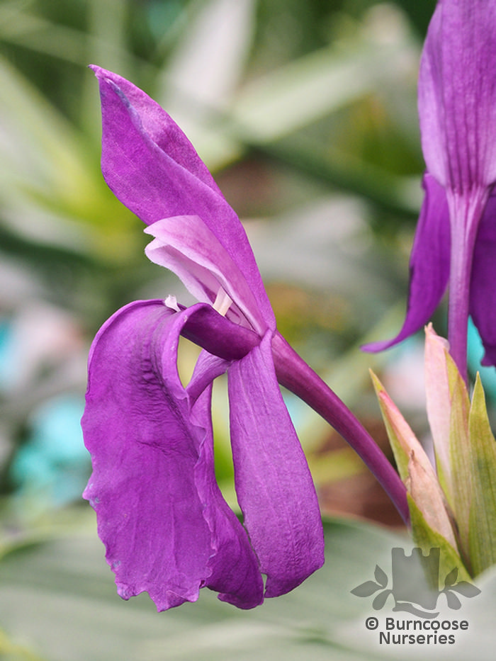 Roscoea from Burncoose Nurseries
