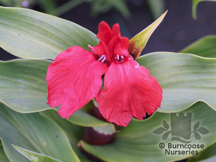 Roscoea from Burncoose Nurseries