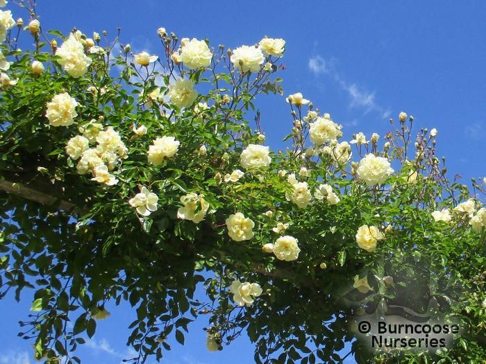 Rosa 'Alberic Barbier' from Burncoose Nurseries RAMBLERS & CLIMBERS