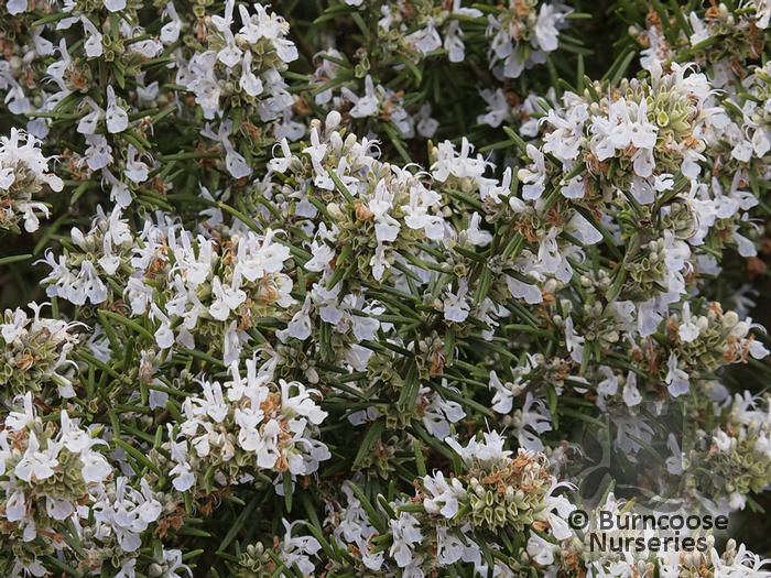 Rosmarinus Officinalis F.Albiflorus from Burncoose Nurseries