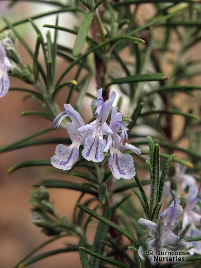 Rosmarinus Officinalis from Burncoose Nurseries