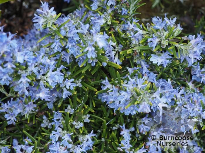 Rosmarinus Officinalis 'Pointe Du Raz' from Burncoose Nurseries
