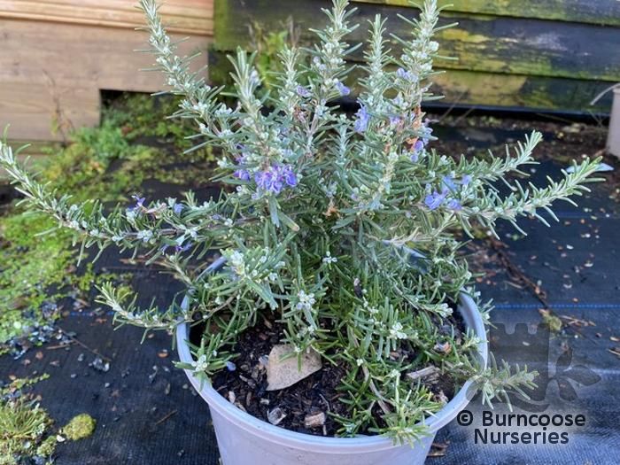 Rosmarinus Officinalis 'Pointe Du Raz' from Burncoose Nurseries
