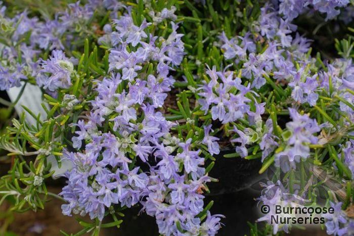 Rosmarinus Officinalis 'Pointe Du Raz' from Burncoose Nurseries