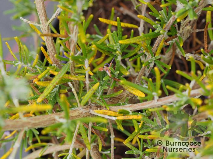 Rosmarinus Officinalis 'Roman Beauty' from Burncoose Nurseries