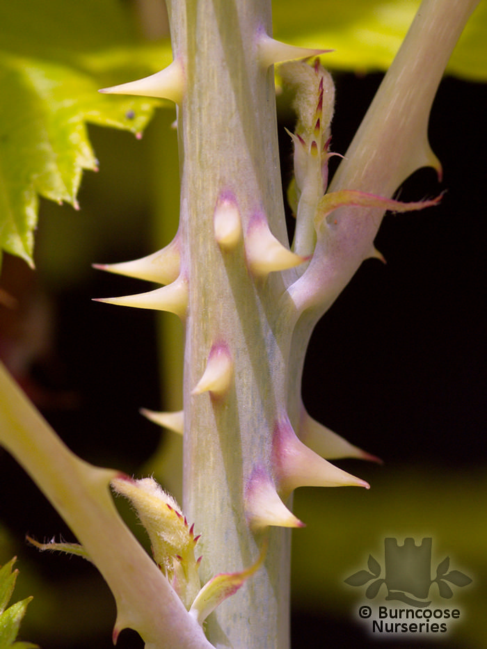 Rubus Cockburnianus 'Goldenvale' from Burncoose Nurseries